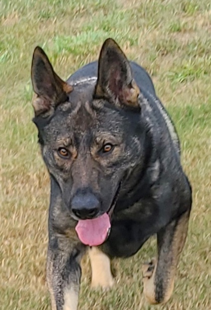 Havoc | Austin German Shepherd Dog Rescue