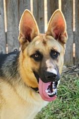 Our Dogs | Austin German Shepherd Dog Rescue