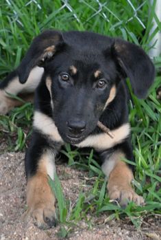 Tan German Shepherd Lab Mix Puppy